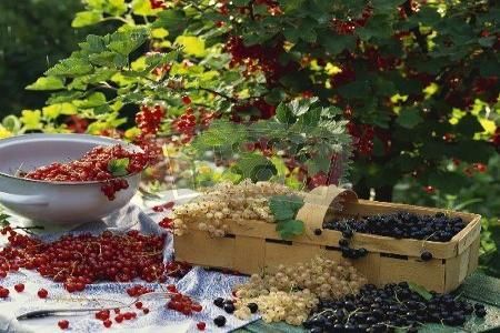 COACAZELE DIN GRADINA MEA