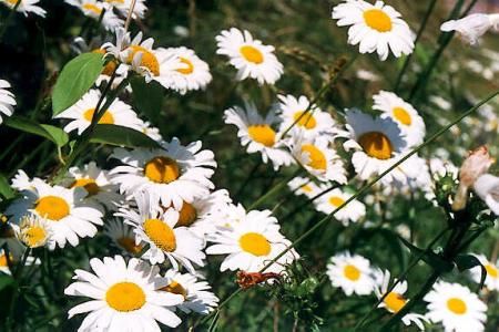 MARGARETA, FLOARE A IUBIRII SI INOCENTEI