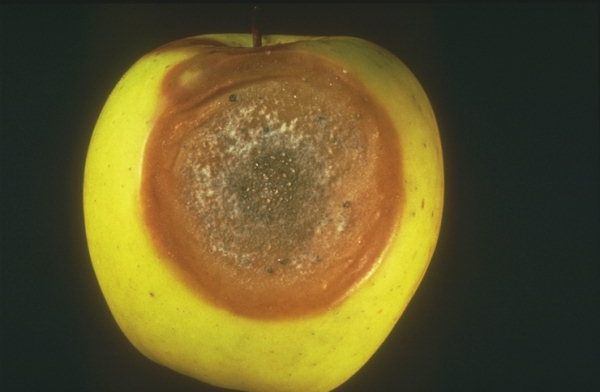 BOLILE SI DAUNATORII MARULUI