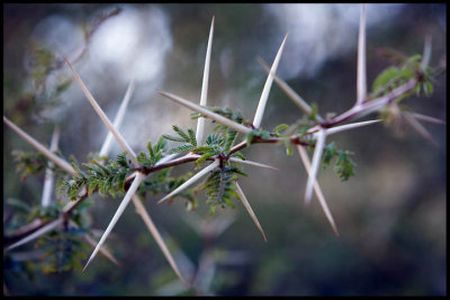 MECANISME DE APARARE SPECIFICE PLANTELOR