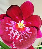 MILTONIA (ORHIDEE)