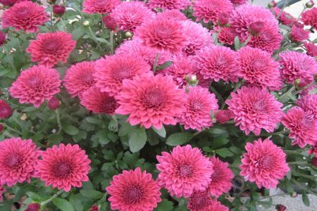 SELECTAREA PLANTELOR PERENE