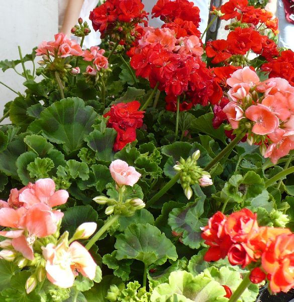 ETERNELE MUSCATE - INFLORIRE GENEROASA IN CULORI VARIATE