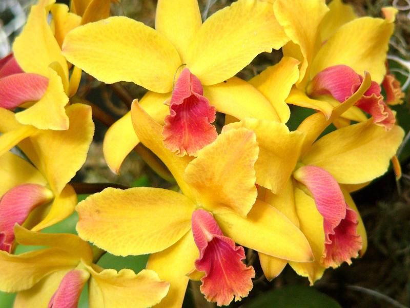 CE SUNT ORHIDEELE...