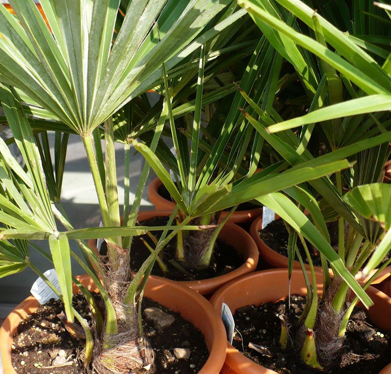 PALMIERI- TRACHYCARPUS FORTUNEI - UN PALMIER REZISTENT LA FRIG
