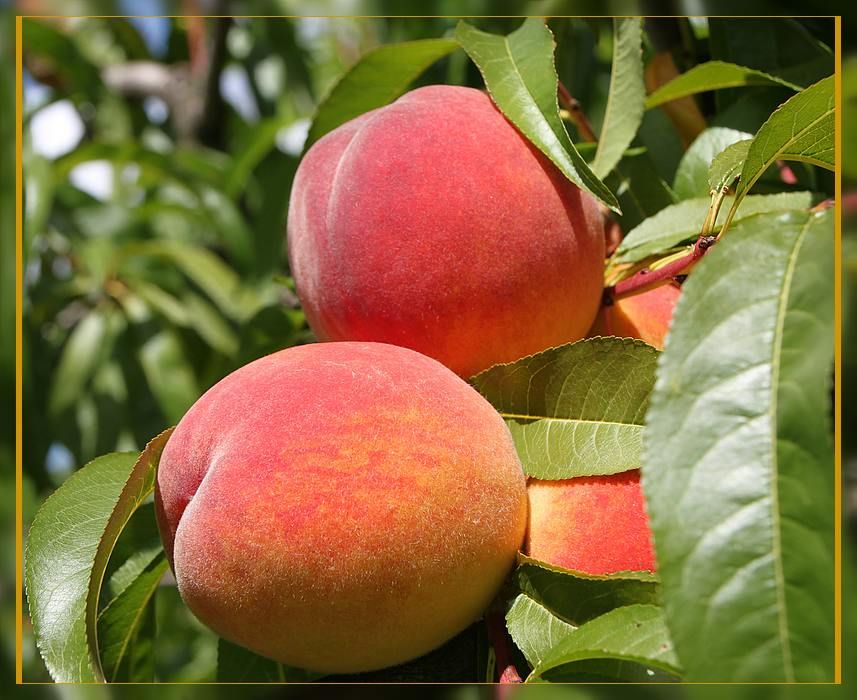 CE TREBUIE SA STIM DESPRE PIERSICI?