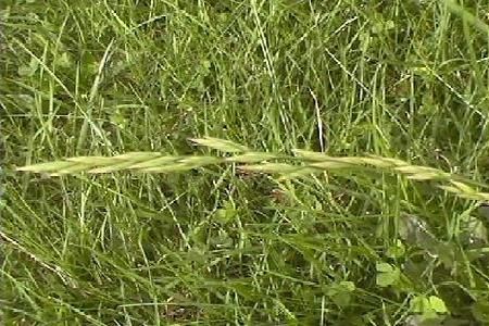 PROPRIETATILE MEDICINALE ALE PIRULUI