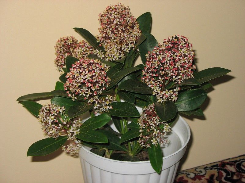 FLORI IN GHIVECI - LILIACUL JAPONEZ