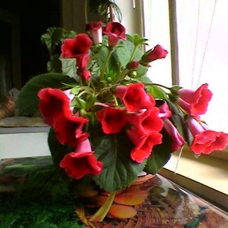 PLANTELE SI EXCESUL DE APA