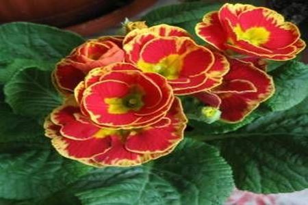 PRIMULELE - FLORI GINGASE SI COLORATE IN CASE SI GRADINI