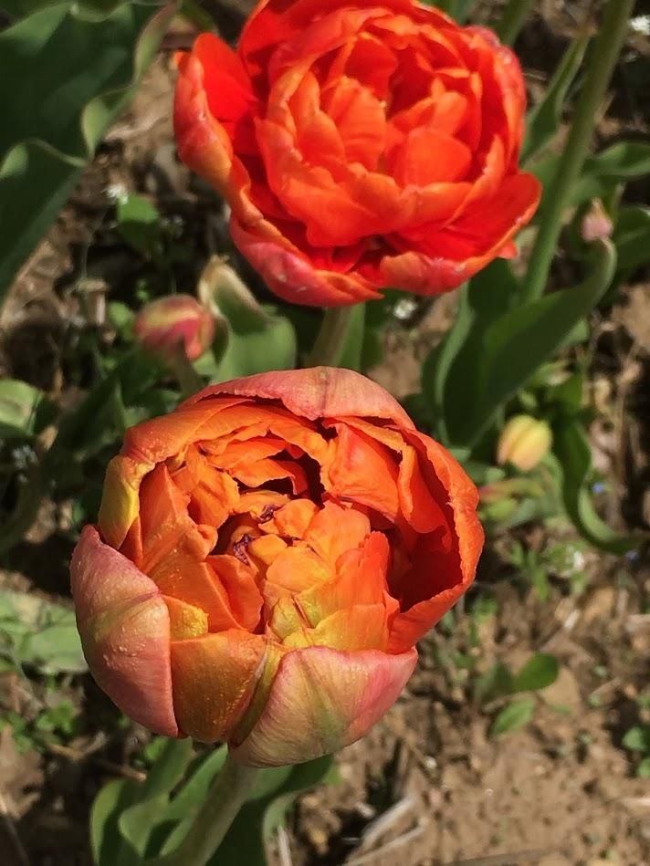 LALEAUA PRINCESS UNIQUE