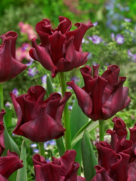 LALEAUA RED DRESS, ELEGANTA CLASICA SI COLORIT INTENS