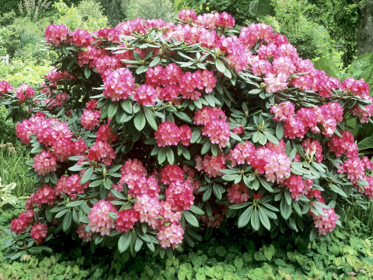 RHODODENDRONUL FANTASTICA - FRUMUSETE EXOTICA IN GRADINA