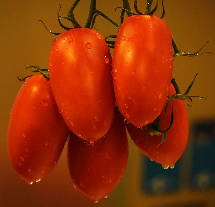 TOMATELE RIO GRANDE