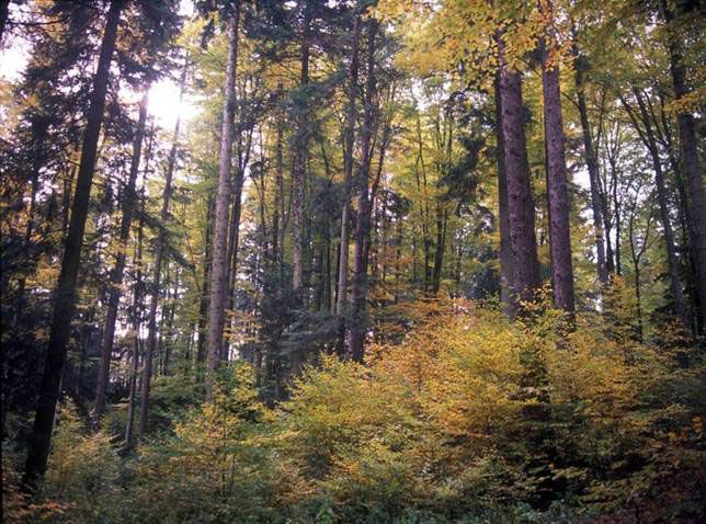 PARCUL NATURAL VANATORI, NEAMT