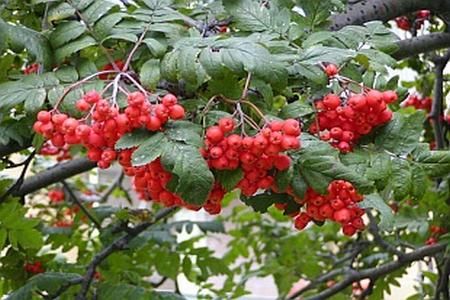 SCORUSUL DE MUNTE SI SANATATEA