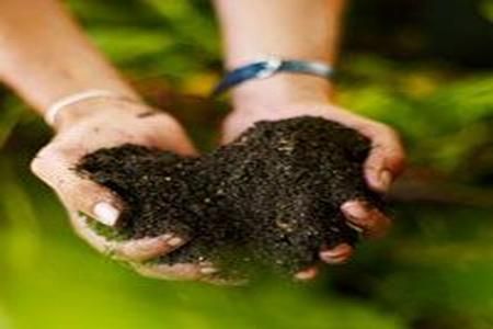 SOLUL POTRIVIT, SECRETUL UNEI GRADINI PERFECTE