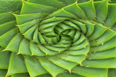 SPIRAL ALOE (ALOE POLYPHYLLA)