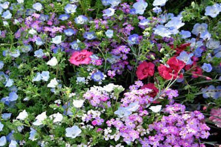 PLANTAREA INAINTE DE VENIREA PRIMAVERII