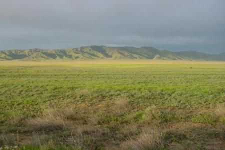 TIPURI DE VEGETATIE - STEPA