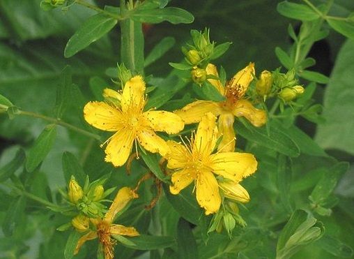 SUNATOAREA - VINDECA AFECTIUNI ALE FICATULUI