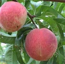 FRUCTELE CU SAMBURI