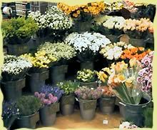 OLANDA - TARA FLORILOR