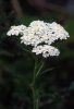 COADA SORICELULUI - ACHILLEA