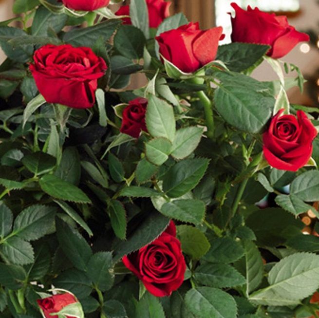 TRANDAFIRUL CHINEZESC SI MICILE SECRETE DIN SPATELE FRUMUSETII SALE