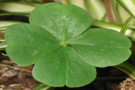 PROPRIETATILE MEDICINALE ALE TRIFOIULUI