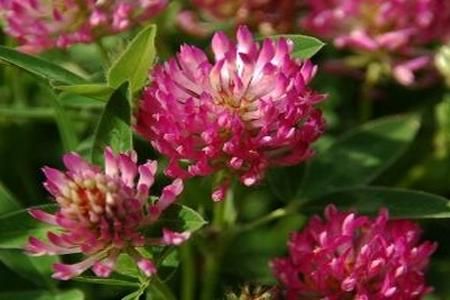 TRIFOIUL ROSU - BENEFICII MAI PUTIN CUNOSCUTE