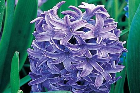 ZAMBILA, GIUVAIER AL PRIMAVERII