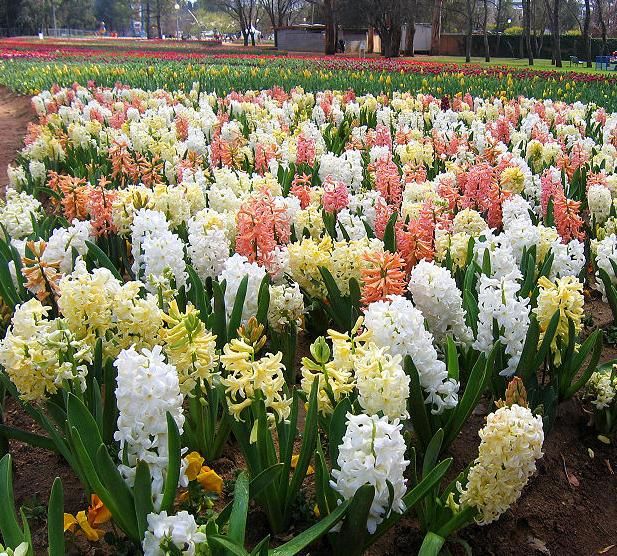 CELE MAI POPULARE SOIURI DE ZAMBILA