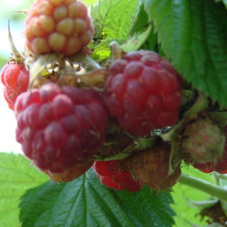 ZMEURA - PLANTARE SI INGRIJIRE