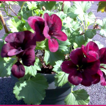 MUSCATA ENGLEZEASCA GRENA