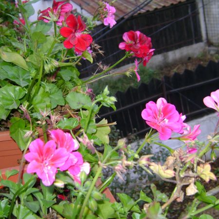 PARADISUL FLORILOR