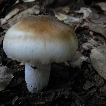 RUSSULA COMPACTA