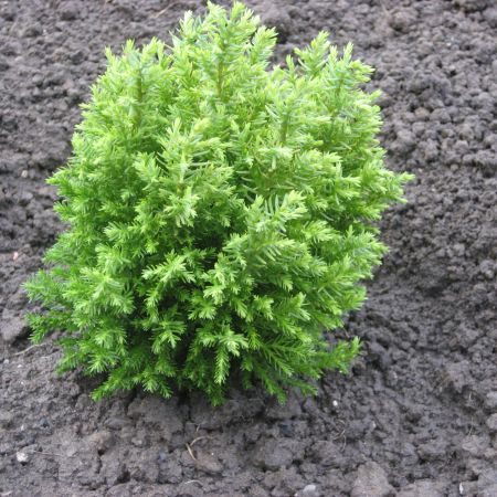 BRADUTI ORNAMENTALI