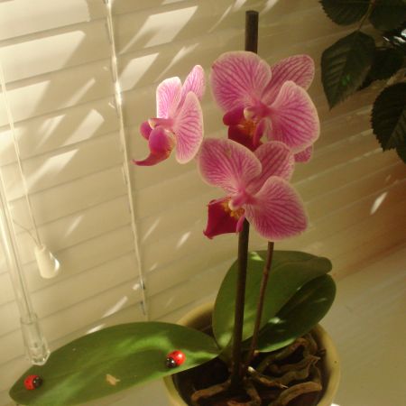 ORHIDEE