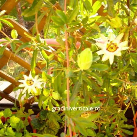 MI A INFLORIT PASIFLORA