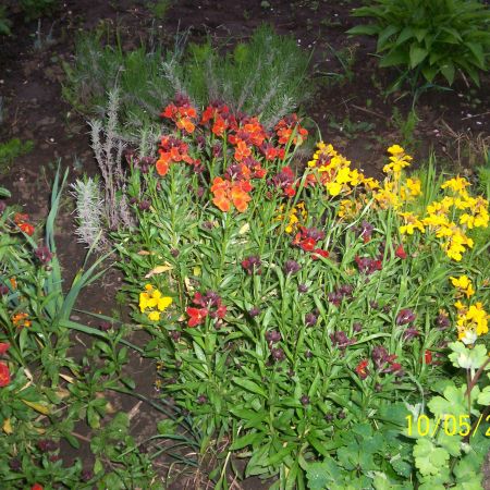 GRADINA MEA PRIMAVARA